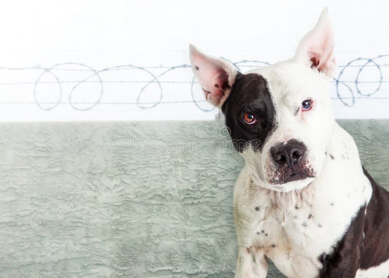 Guard Dog at Barbed Wire Fence Stock Image - Image of american, cutout ...