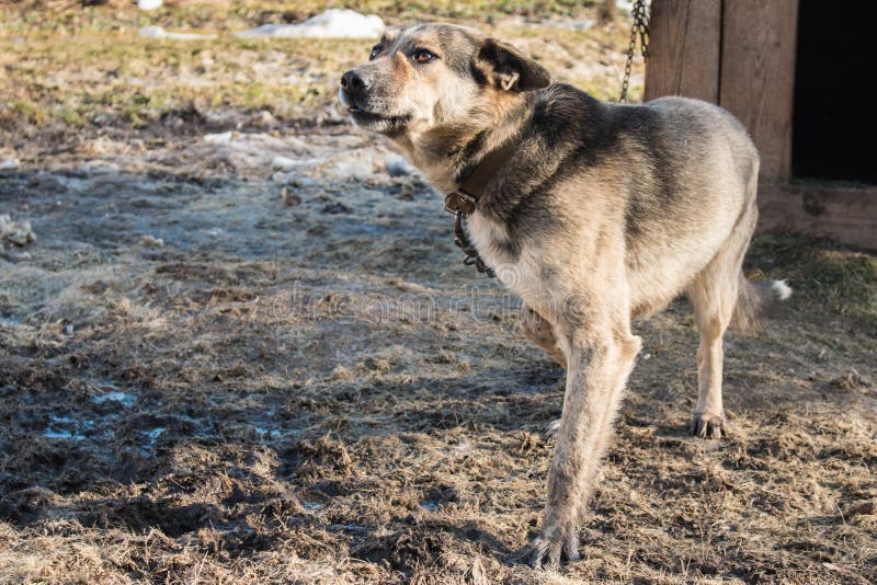 The Guard Dog on the Chain Emerged from the Booth To the Owner Stock ...