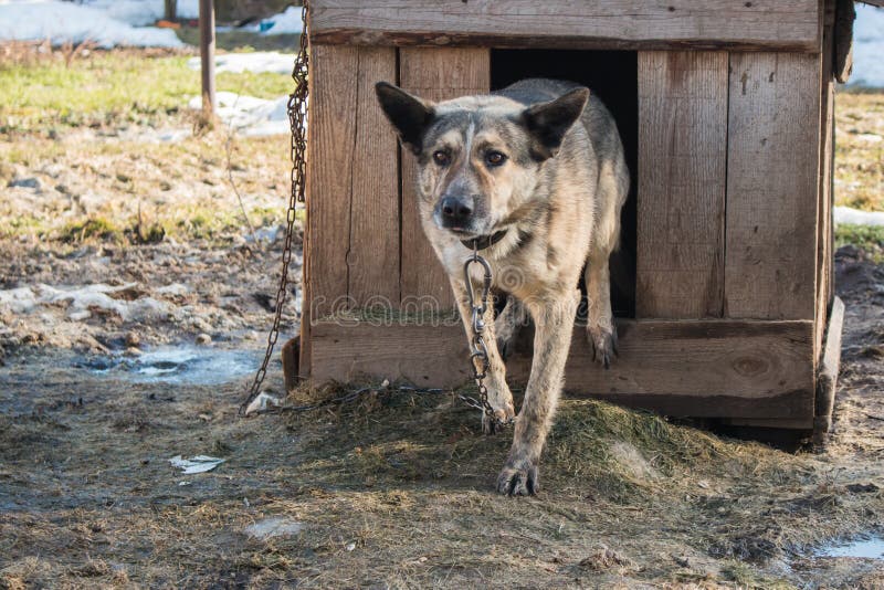 The Guard Dog on the Chain Leaves the Kennel Stock Image - Image of ...