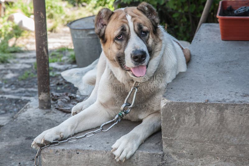 Guard dog stock image. Image of sheep, mammal, look, chain - 82706105