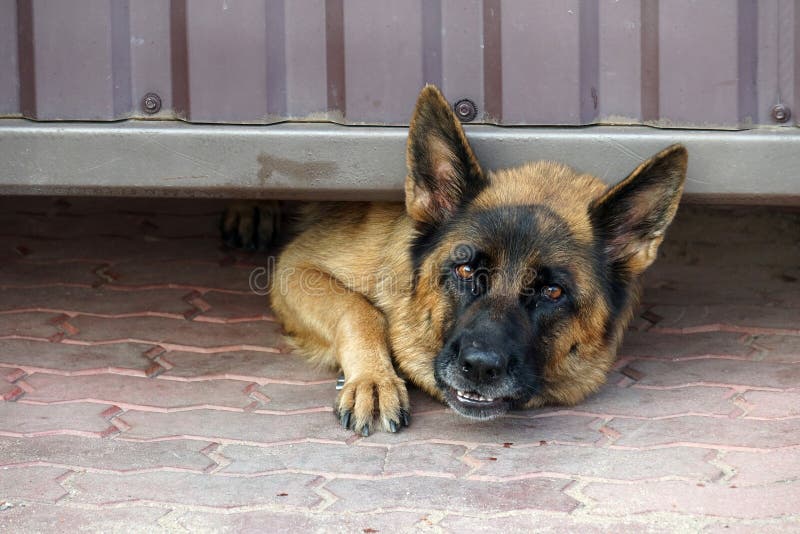 3,461 Angry Guard Dog Stock Photos - Free & Royalty-Free Stock Photos ...