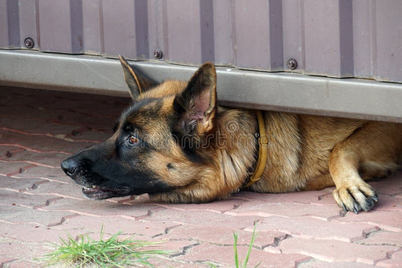 2,310 Angry Guard Dog Photos - Free & Royalty-Free Stock Photos from ...