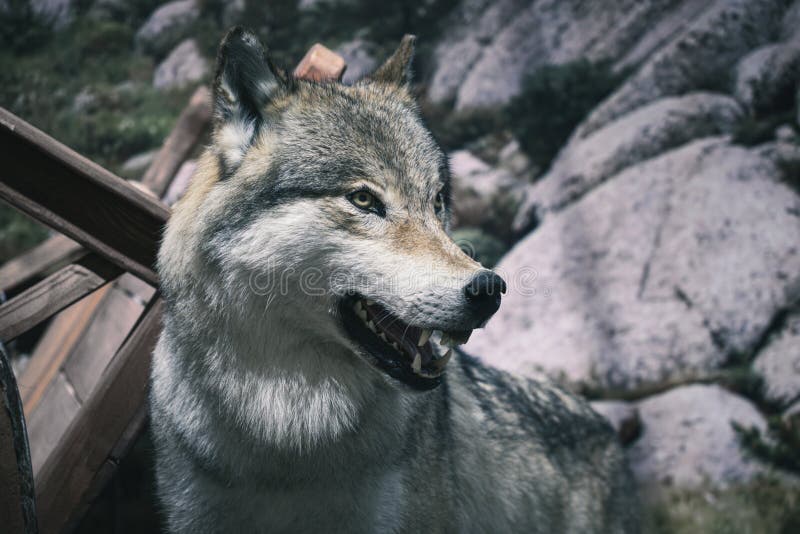 A Guard Dog with Grey Fur. Angry Wolf Snarling on Other Wolf Stock ...