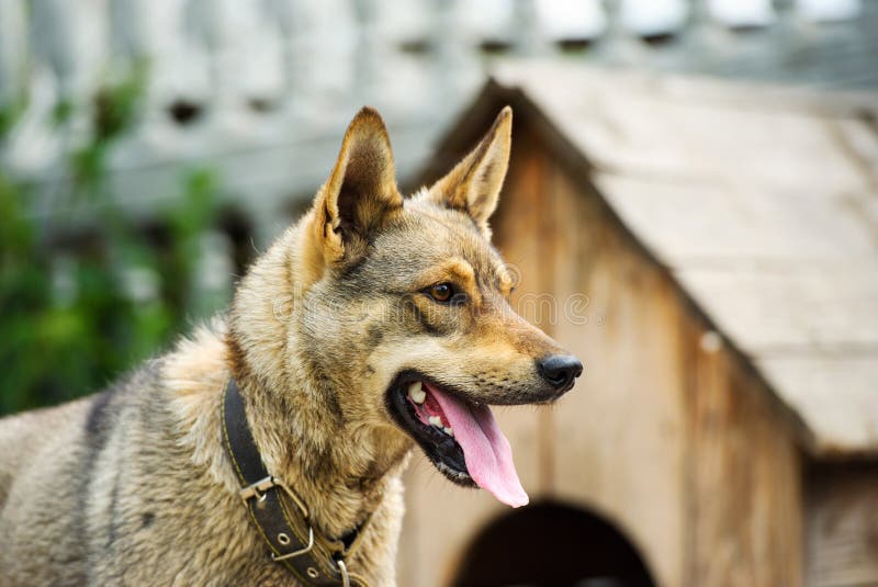 Angry Guard Dog Stock Photos - Download 1,795 Royalty Free Photos