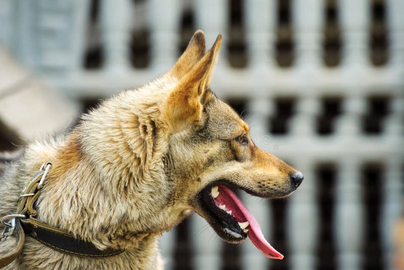 Angry Guard Dog Stock Photos - Download 1,795 Royalty Free Photos