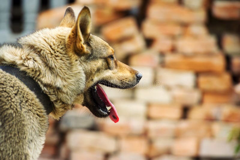 Angry Guard Dog Stock Photos - Download 1,795 Royalty Free Photos
