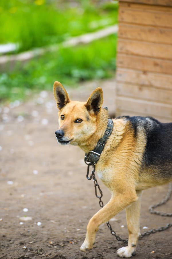 Angry Guard Dog Stock Photos - Download 1,795 Royalty Free Photos