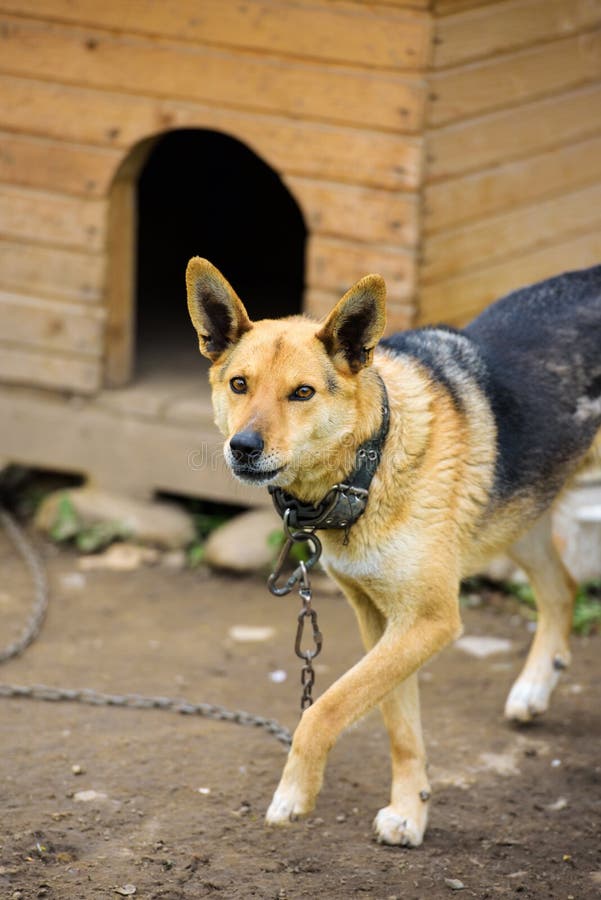 Guard dog stock photo. Image of aggressive, bite, grass - 156060700
