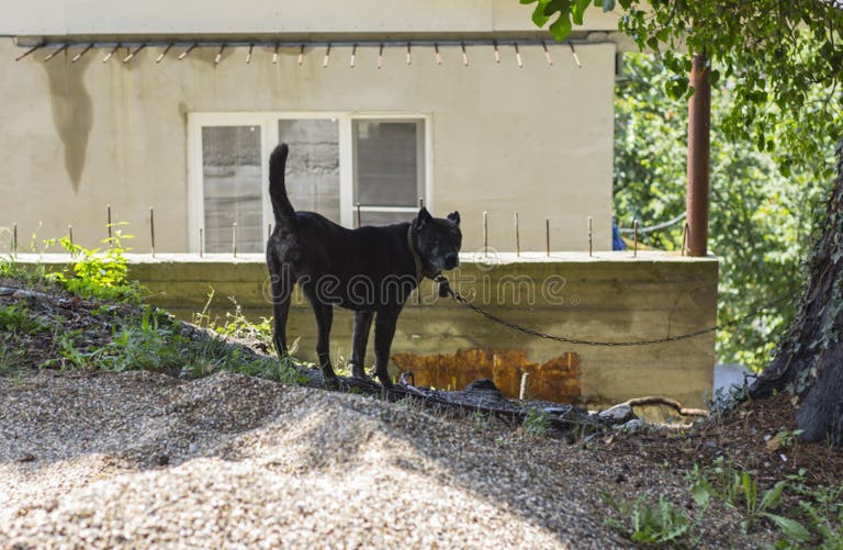 Guard dog on a leash stock photo. Image of fighter, black - 126807954