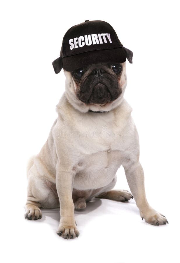 Guard dog pug stock photo. Image of cute, sitting, breed - 56459568