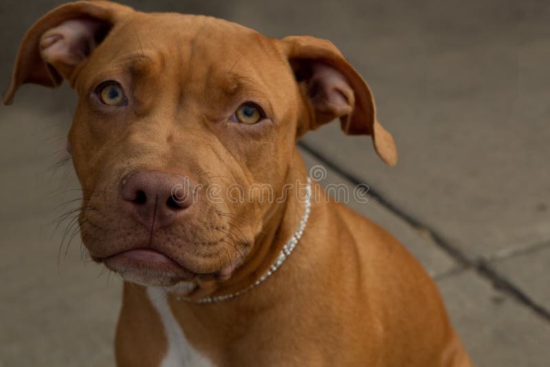 Guard dog puppy stock photo. Image of muscular, puppy - 12415894