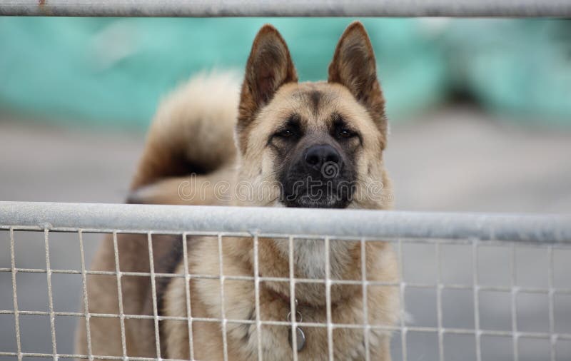 Guard dog stock image. Image of guard, protection, shepherd - 41906225