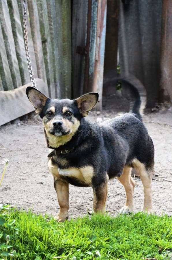 Guard dog stock image. Image of save, looking, fence - 78473397