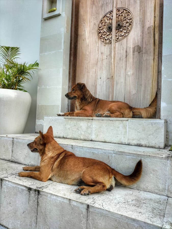 Guard Dogs on the Front of the Gate Stock Image - Image of kitten, wood ...