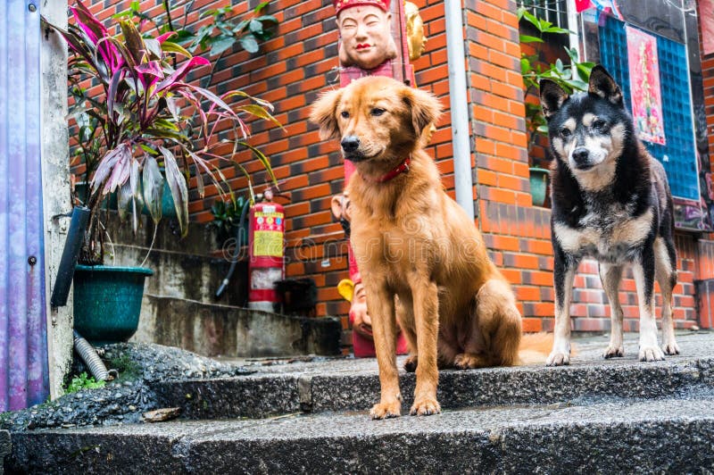 Guard dogs stock image. Image of collar, obedient, patient - 61859789