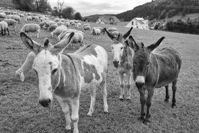 Guard Donkey stock image. Image of agriculture, soft - 232202579