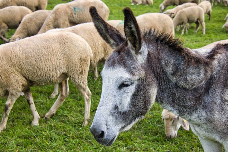 Guard Donkey stock image. Image of donkey, sheeps, sorting - 232202541