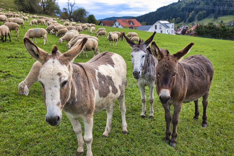 Guard Donkey stock image. Image of donkey, sheeps, sorting - 232202541