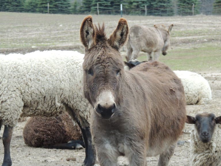 Guard Donkey stock photo. Image of western, lamb, ranching - 44031490