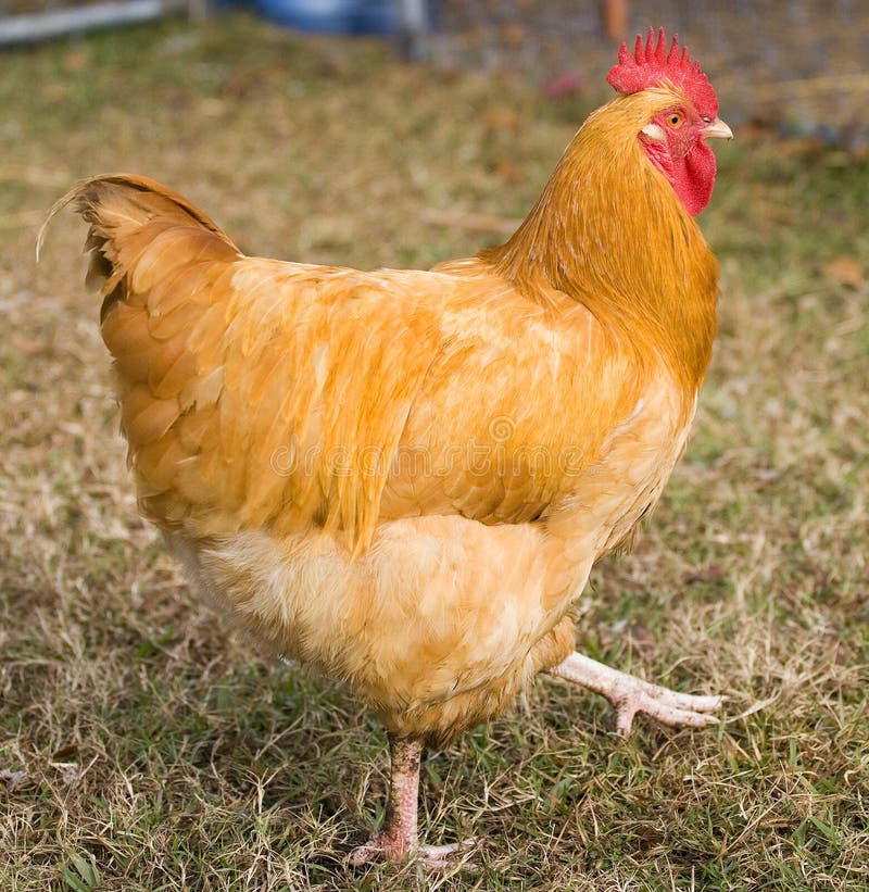 Guard duty stock image. Image of green, grass, farm, male - 22449791