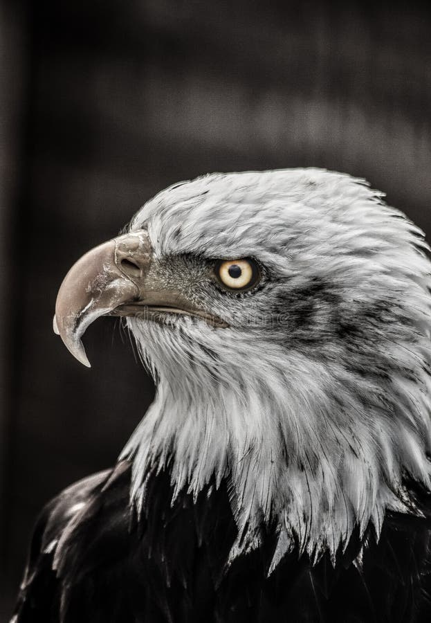 Guard Eagle stock photo. Image of years, white, eagle - 56849894