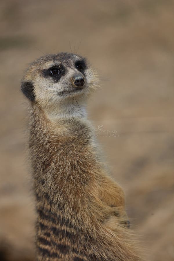 Meerkat look out guard stock image. Image of predator - 119738249