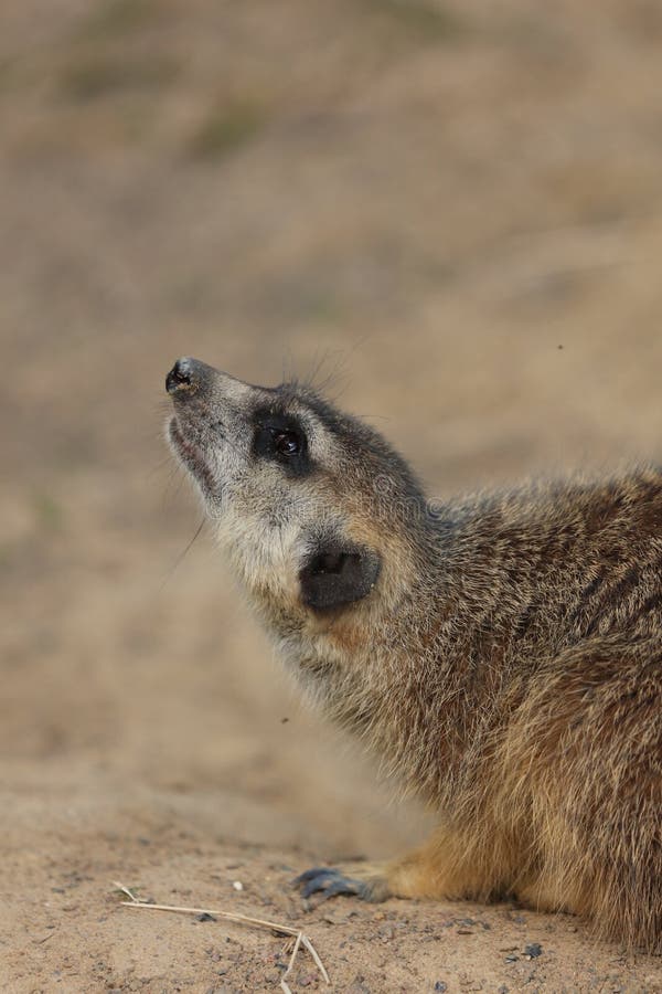 Meerkat look out guard stock image. Image of predator - 119738249