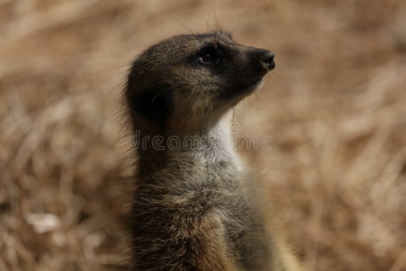 Meerkat look out guard stock image. Image of predator - 119738249