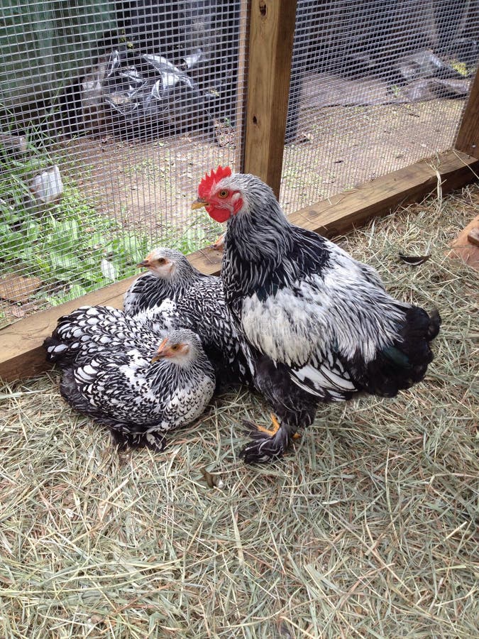 Pollos mojados imagen de archivo. Imagen de mojado, standing - 49280435