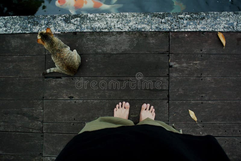Guardian Cat stock photo. Image of cute, park, animal - 105034346