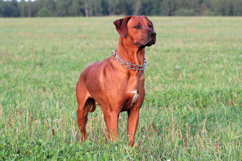 Dog pregnant stock photo. Image of elegance, bite, breed - 1228954