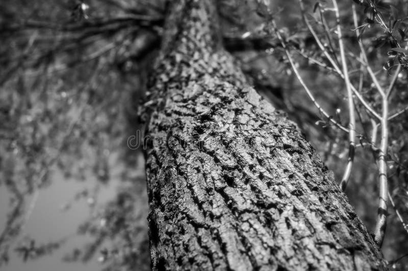 Guardians of the Canopy stock photo. Image of monochrome - 389594790