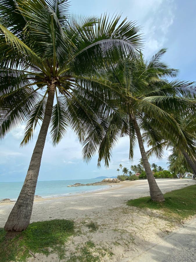 Resilient Mangroves Stock Photos - Free & Royalty-Free Stock Photos ...