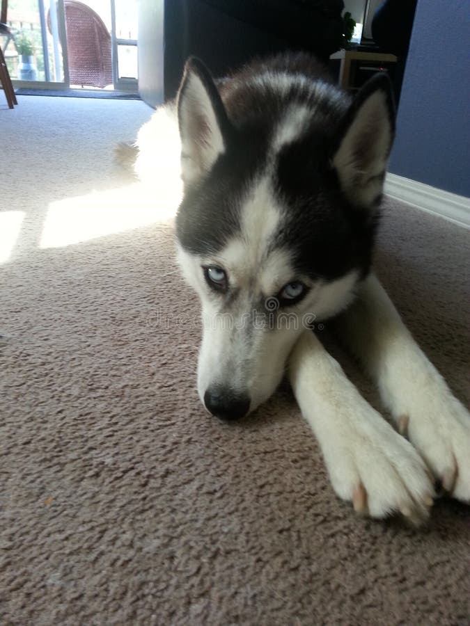 Guarding husky stock photo. Image of husky, guarding - 43059386