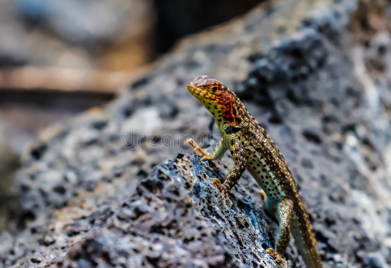 Guarding lizard stock image. Image of galapagos, lizard - 125641649