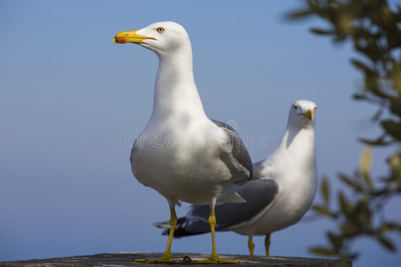 Guarding Seagull Looking for Replacement (which is Approaching from ...
