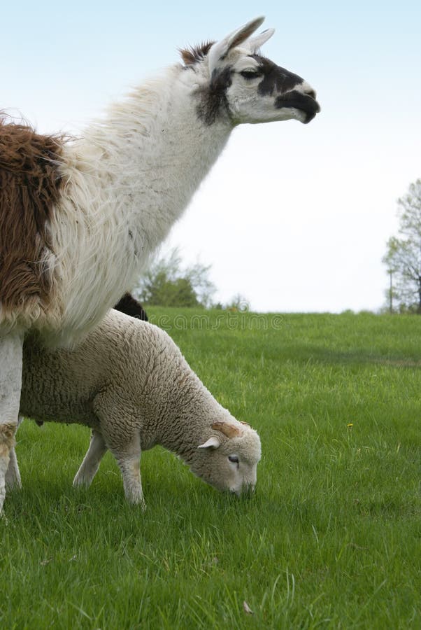Llama stock photo. Image of wild, mammal, llama, lama - 15859264