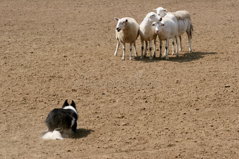 Sheep vs Dog stock photo. Image of working, border, challenging - 3174960
