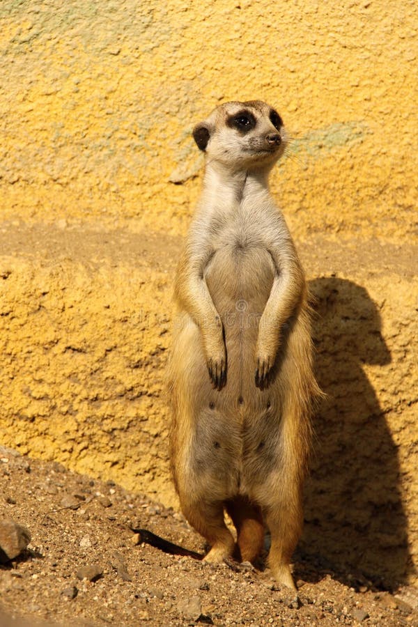 Guarding Suricate stock image. Image of wary, golden - 59776971
