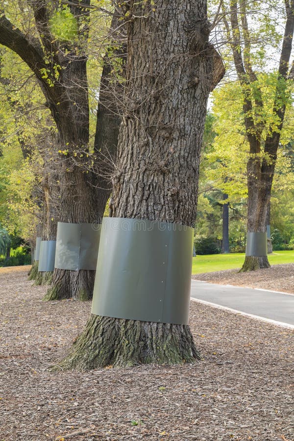 Guards for tree protection stock image. Image of trunk - 70815749
