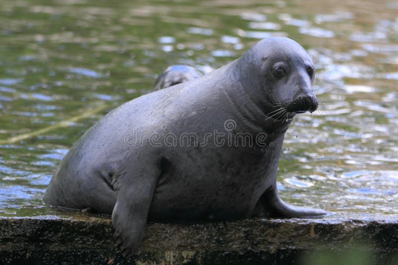 Una Foca Grigia Che Nuota in Mare Con La Testa Sopra L'acqua Sulla ...