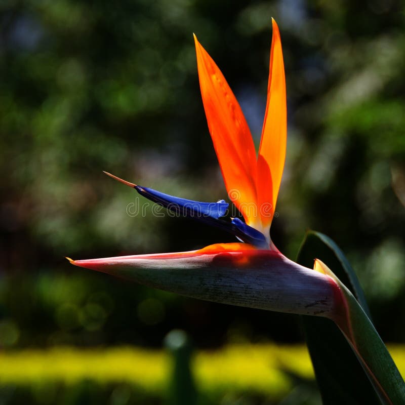Colorful Bird of Paradise Blooming in the Spring Stock Photo - Image of ...