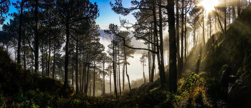Guatemala Hiking in Forest, Sun Rays Stock Image - Image of sunset ...