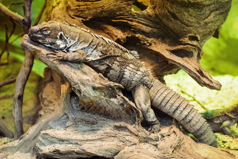 Ctenosaura Palearis