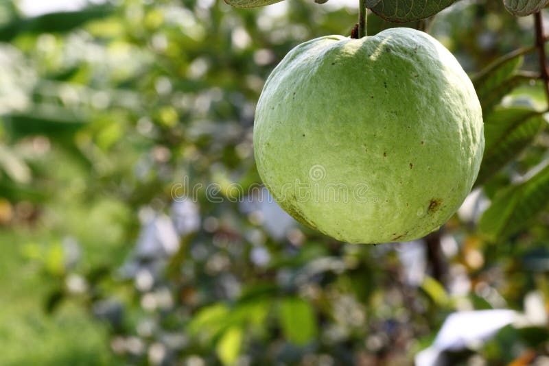 Maroon Guava Stock Photos - Free & Royalty-Free Stock Photos from ...