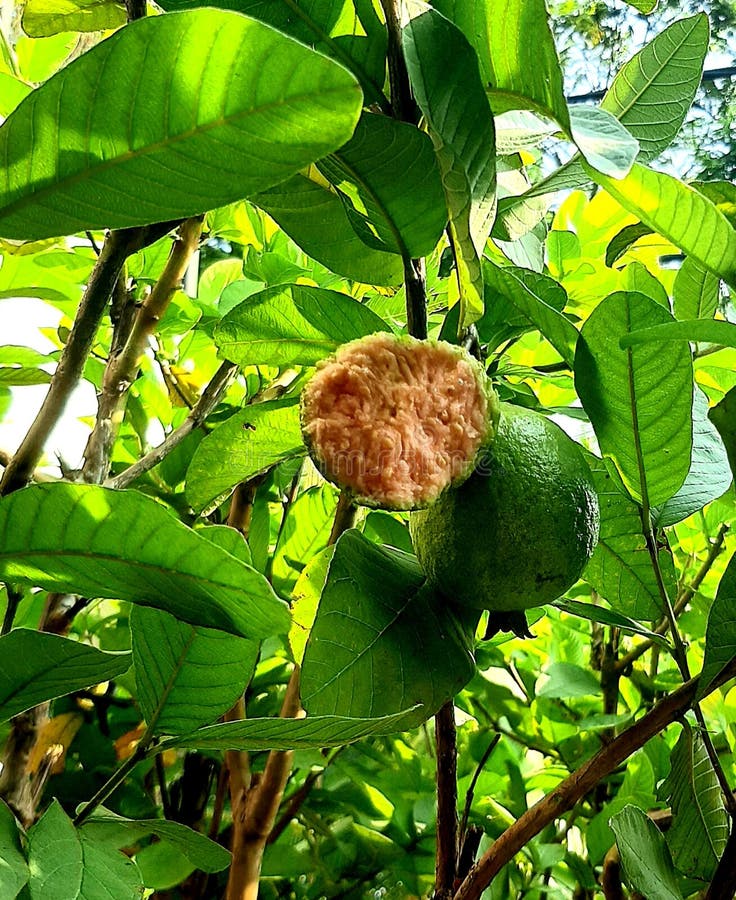 Guava ate by fruit bat stock photo. Image of guava, food - 377660074