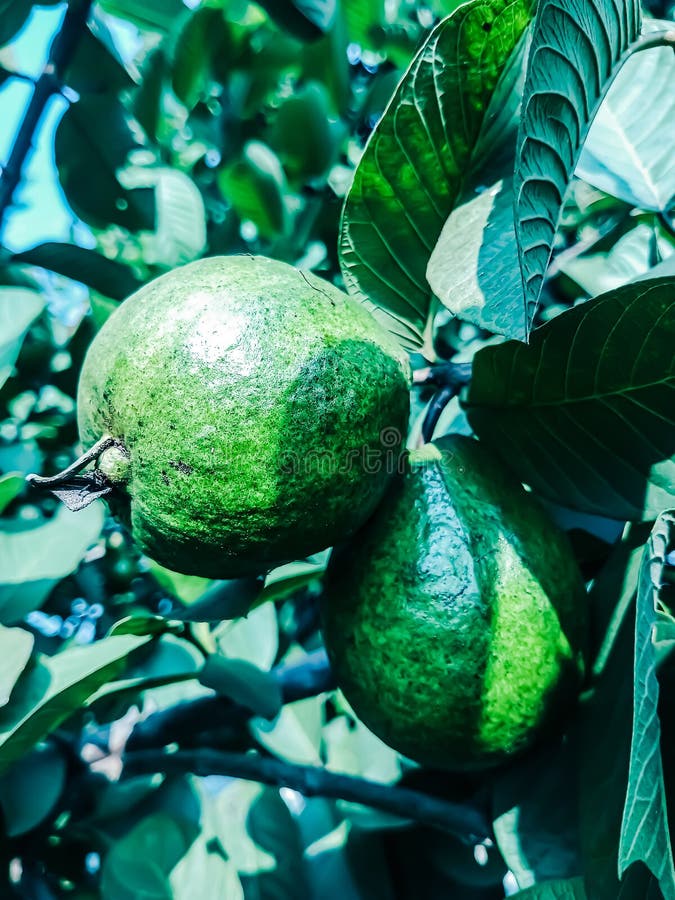 Guava Attached in the Tree. Young Guava Fruit on the Tree Stock Image ...