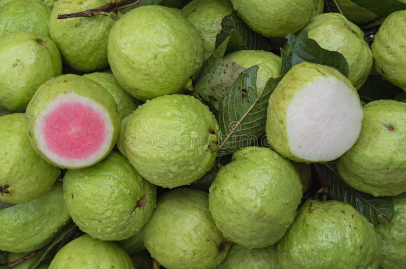 Background with Guava Fruit Grown in Tropics Stock Photo - Image of ...