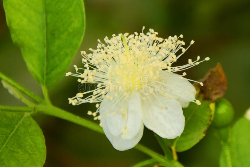 Guava blooming flower stock photo. Image of white, flower - 360129560