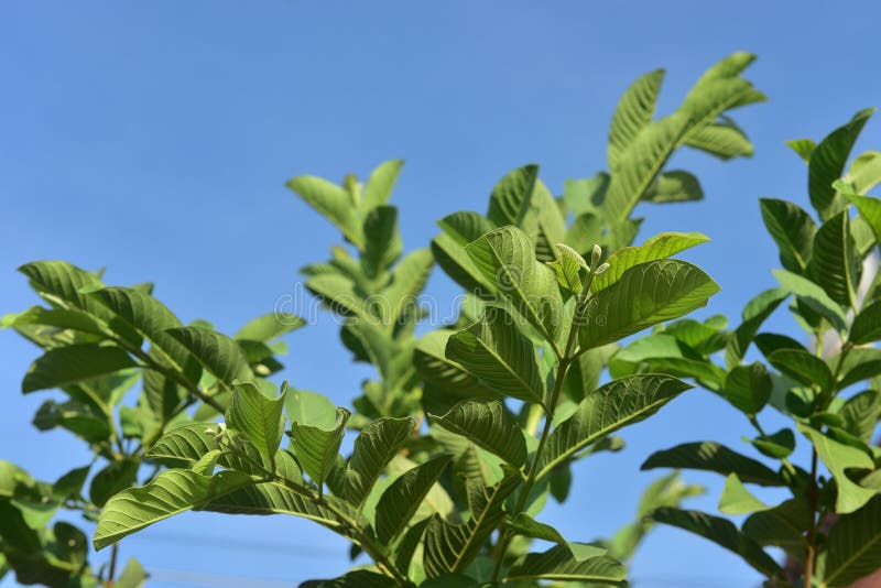 Guava Branches are Prepared for Planting Stock Image - Image of ...